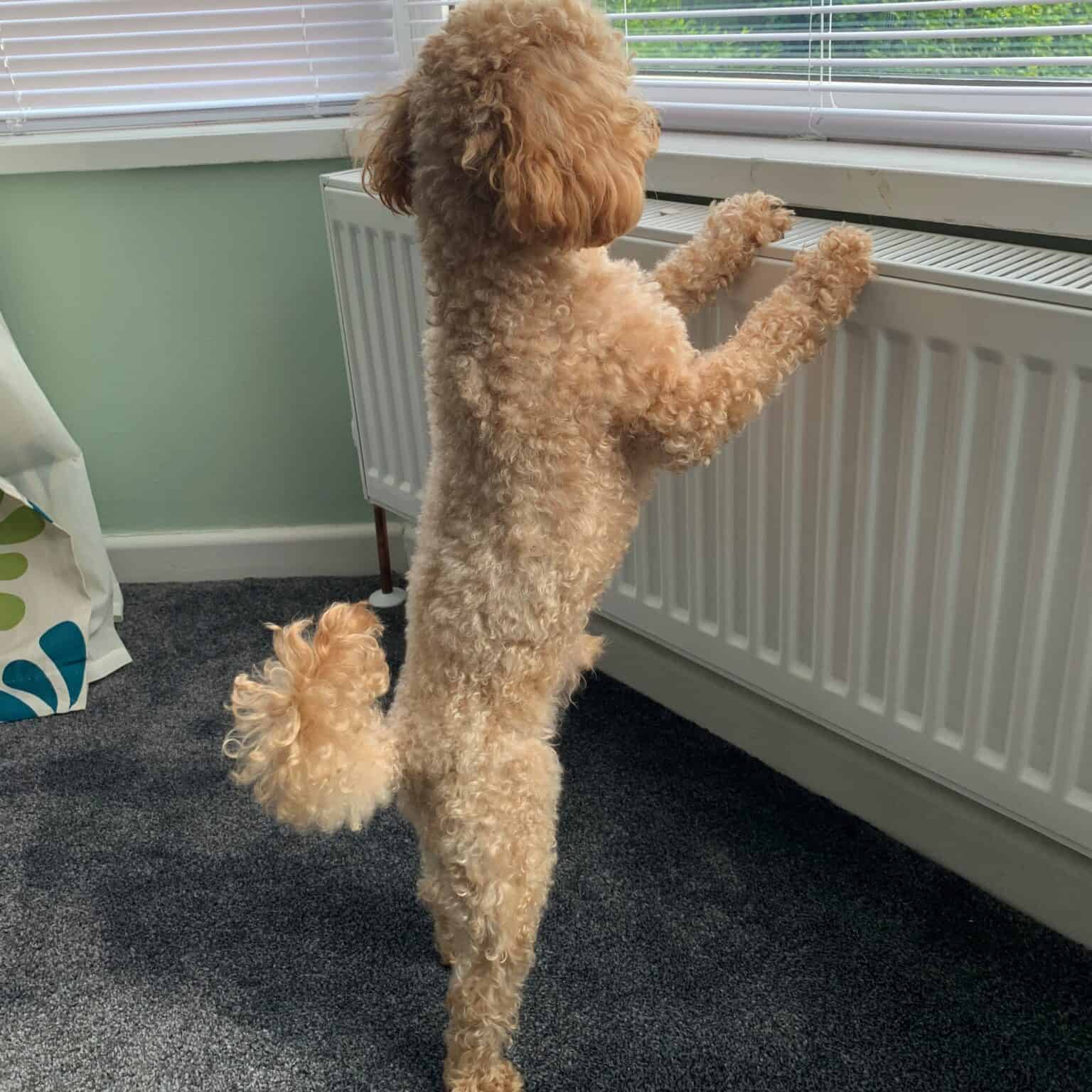 Poodle Tail Curl: A Comprehensive Guide!