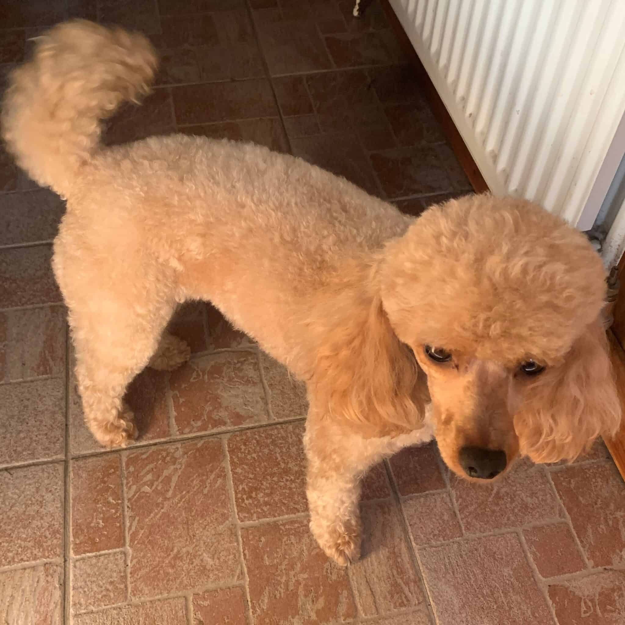 Poodle Tail Curl: A Comprehensive Guide!