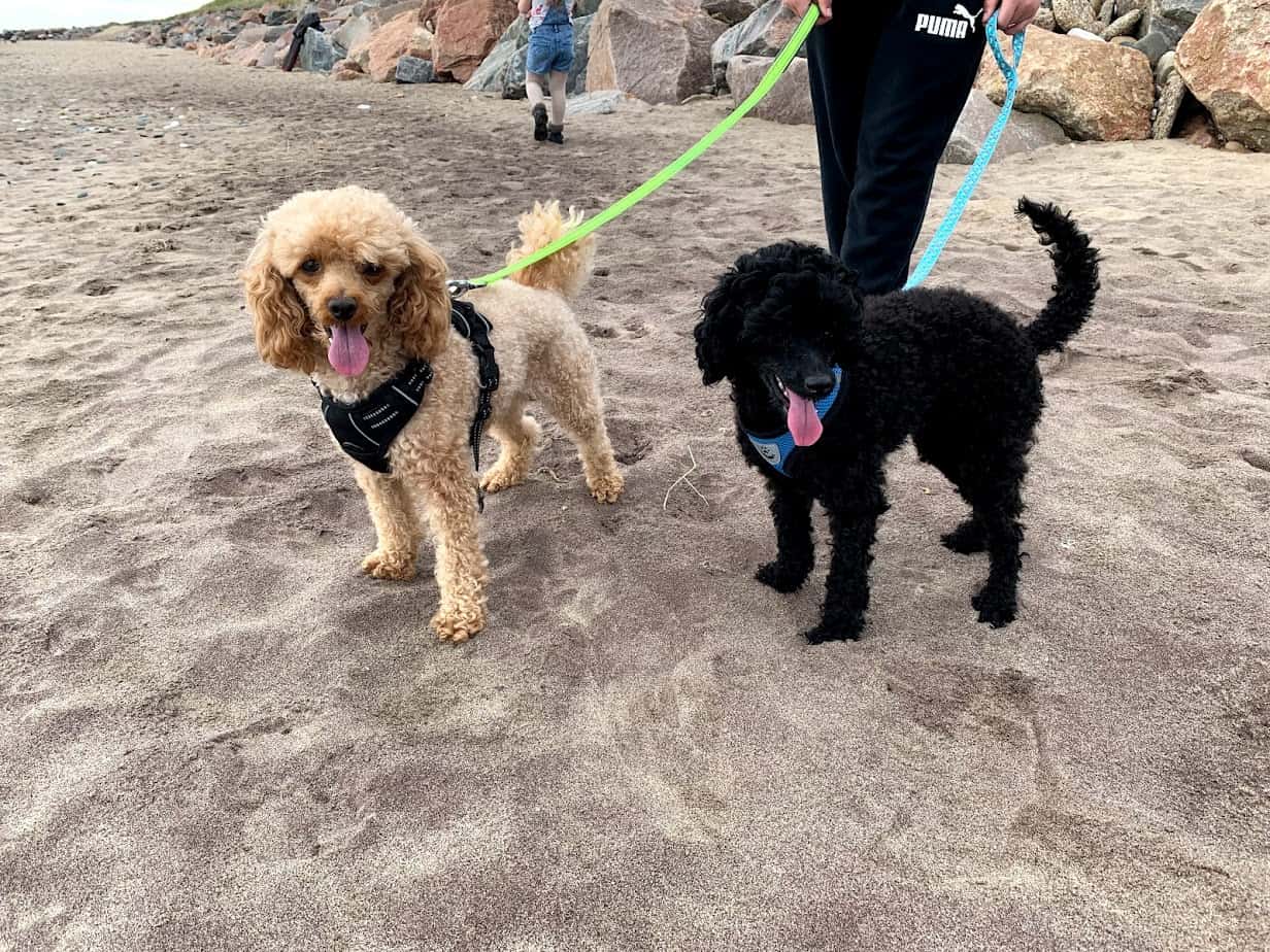 Fun Activities and Games for Poodles to Play