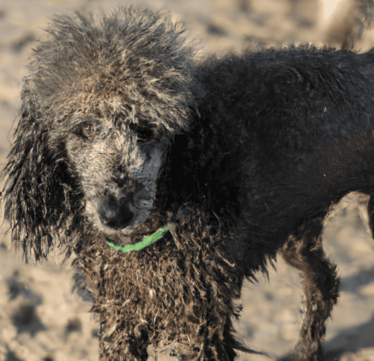 Are Poodles Good Swimmers? Let's Dive In To Find Out