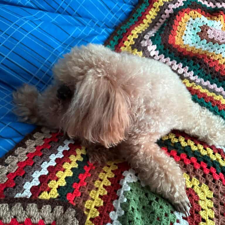 Why Do Poodles Lick So Much?