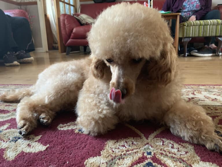 Why Do Poodles Lick So Much?