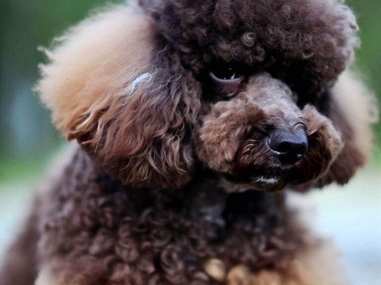 Poodle Colors: A Comprehensive Guide To Each Unique Coat